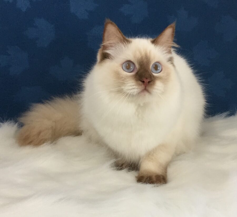 Ragdoll Cat Queens - Toronto Ontario | O Canada Ragdolls