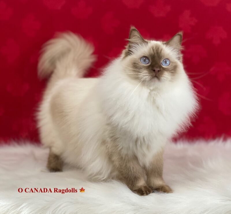 Ragdoll Cat Queens - Toronto Ontario | O Canada Ragdolls