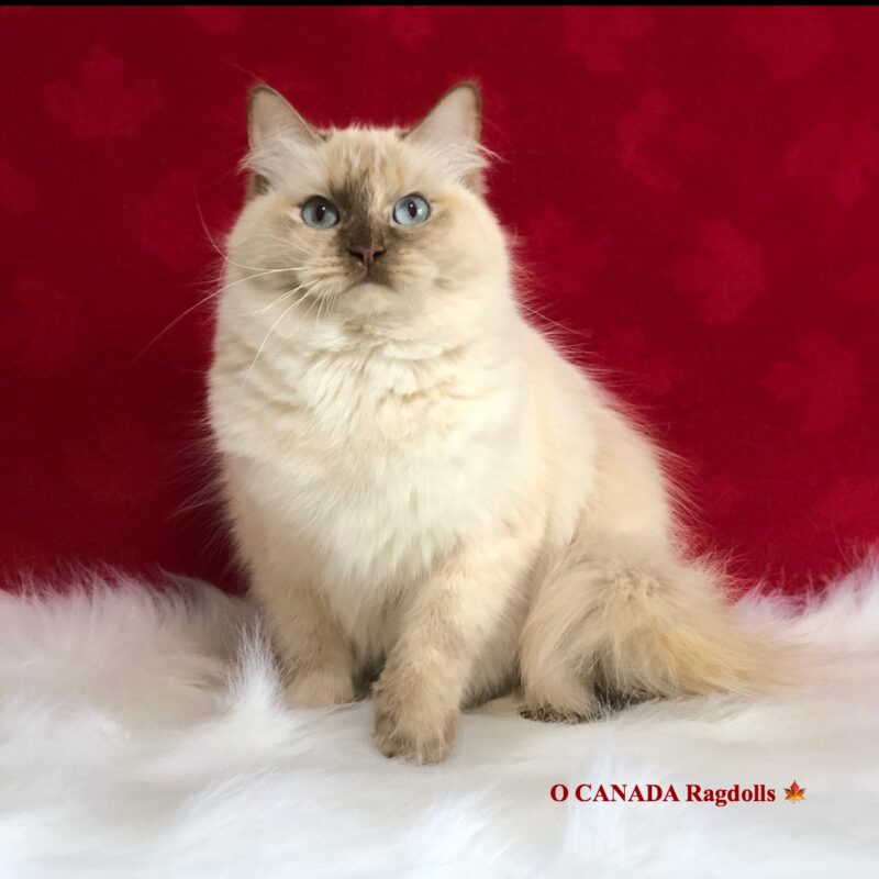 Ragdoll Non Traditional Cat Queens - Toronto Ontario | O Canada Ragdolls