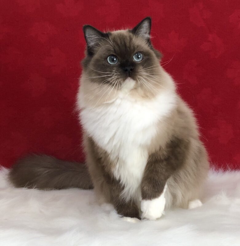 Ragdoll Non Traditional Cat Queens - Toronto Ontario | O Canada Ragdolls